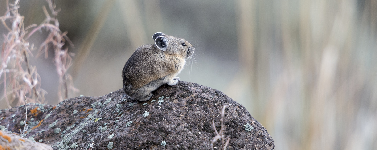 Disappearing Pika @ Michael Despines Photography