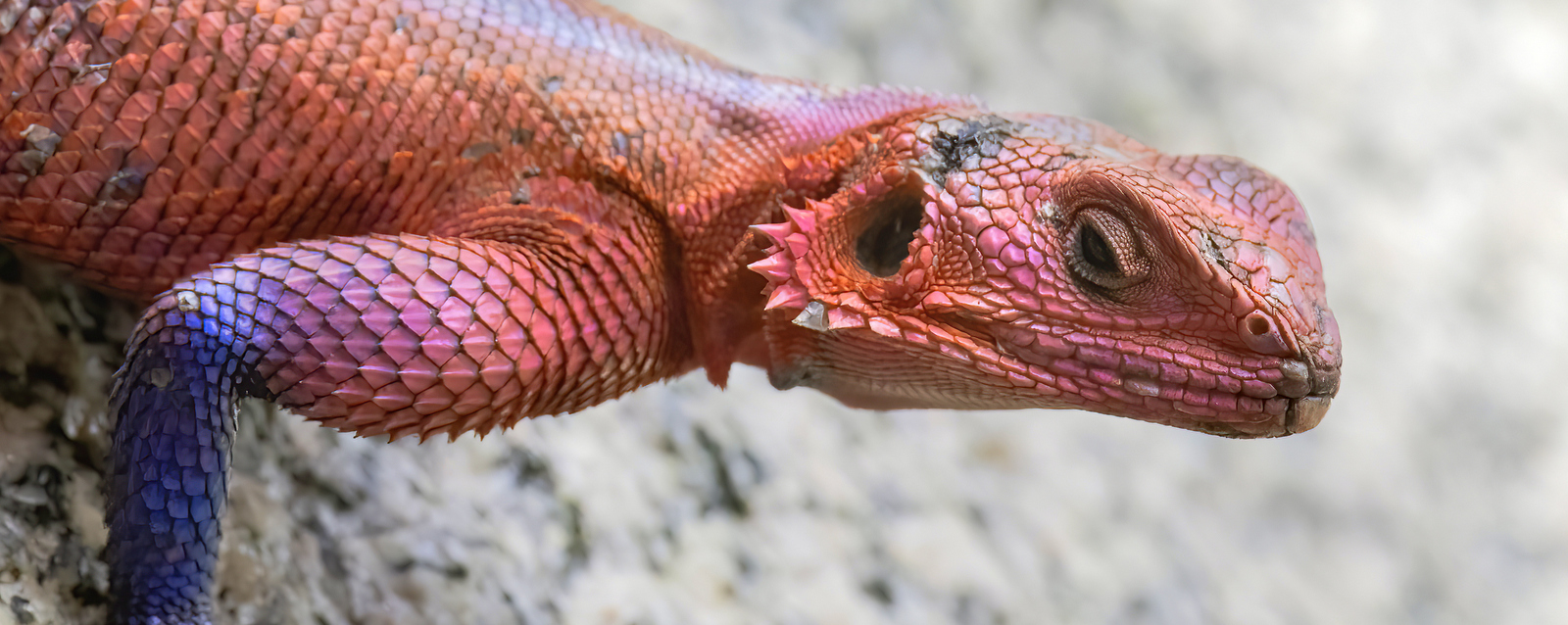 Agama Lizard A Tale Of Two (invasive) Lizards: University Of Florida