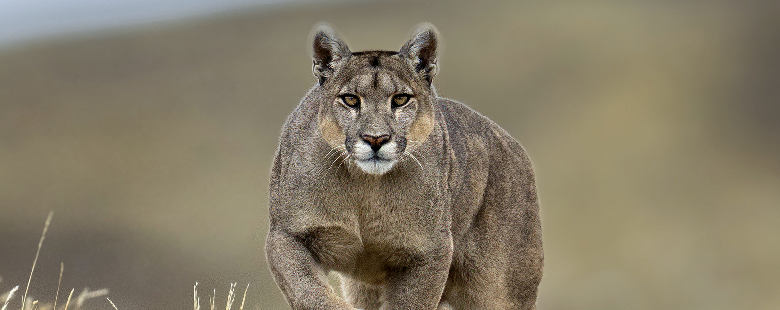 Puma @ Michael Despines Photography